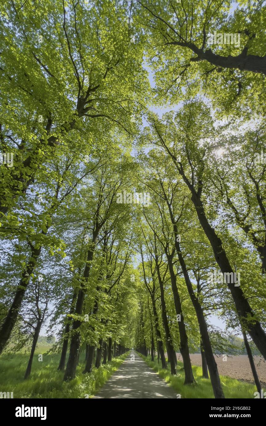 Tree avenue, trees, avenue, nature, cycle path, cycle track, recreation ...