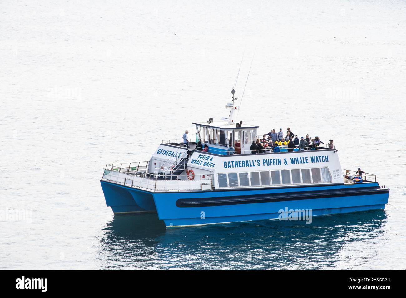 Gatherall's Puffin & Whale Watch boat tour in Bay Bulls, Newfoundland ...