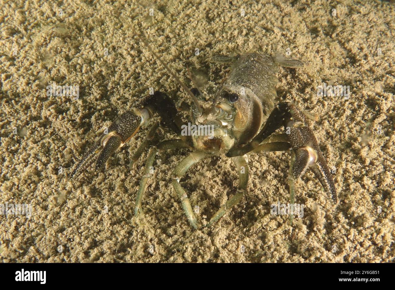 Natural crayfish habitat photo hi-res stock photography and images - Alamy