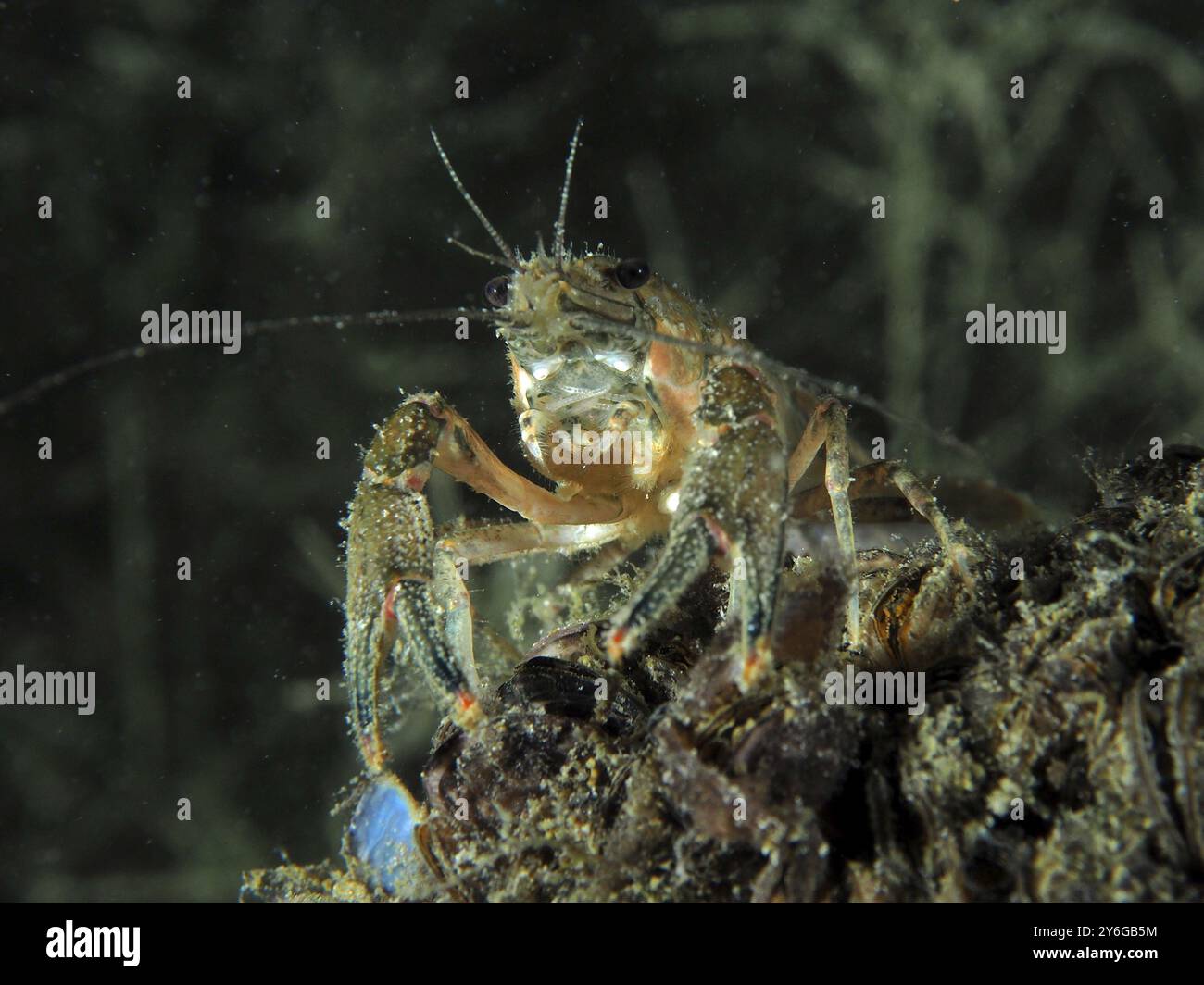 A crayfish (Faxonius limosus), American crayfish, invasive species ...