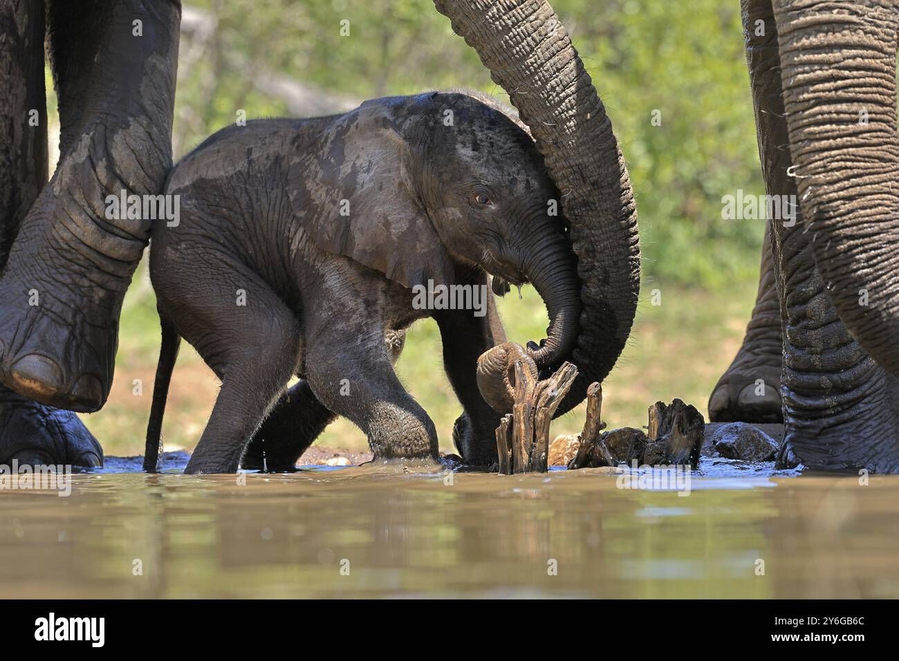 African elephant (Loxodonta africana), young animal, with mother, baby ...