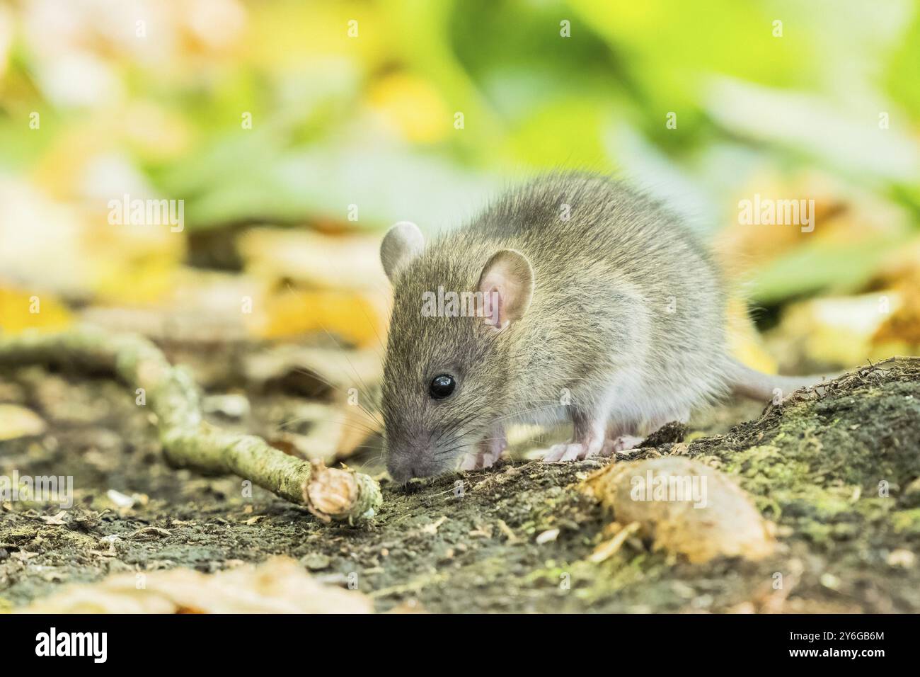 A juvenile Norway rat (Rattus norvegicus) snuffling on the forest floor ...