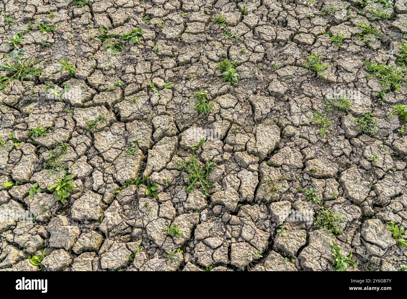 Dry soil, cracked, only a few weeds growing out of the ground, dried-up ...
