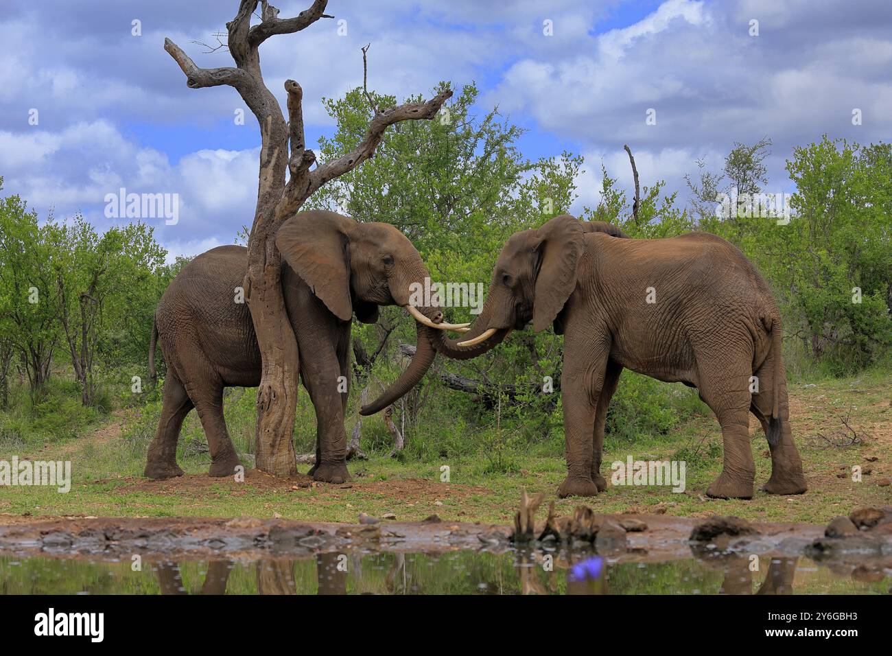African elephant (Loxodonta africana), adult, male, two bulls, fighting ...
