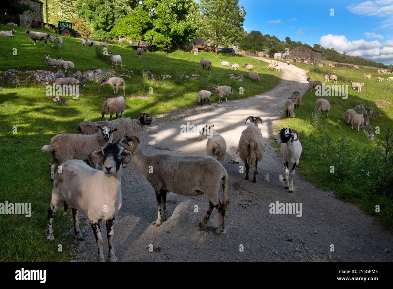 sheep on path, Yockenthwaite, Langstrothdale, Upper Wharfedale ...