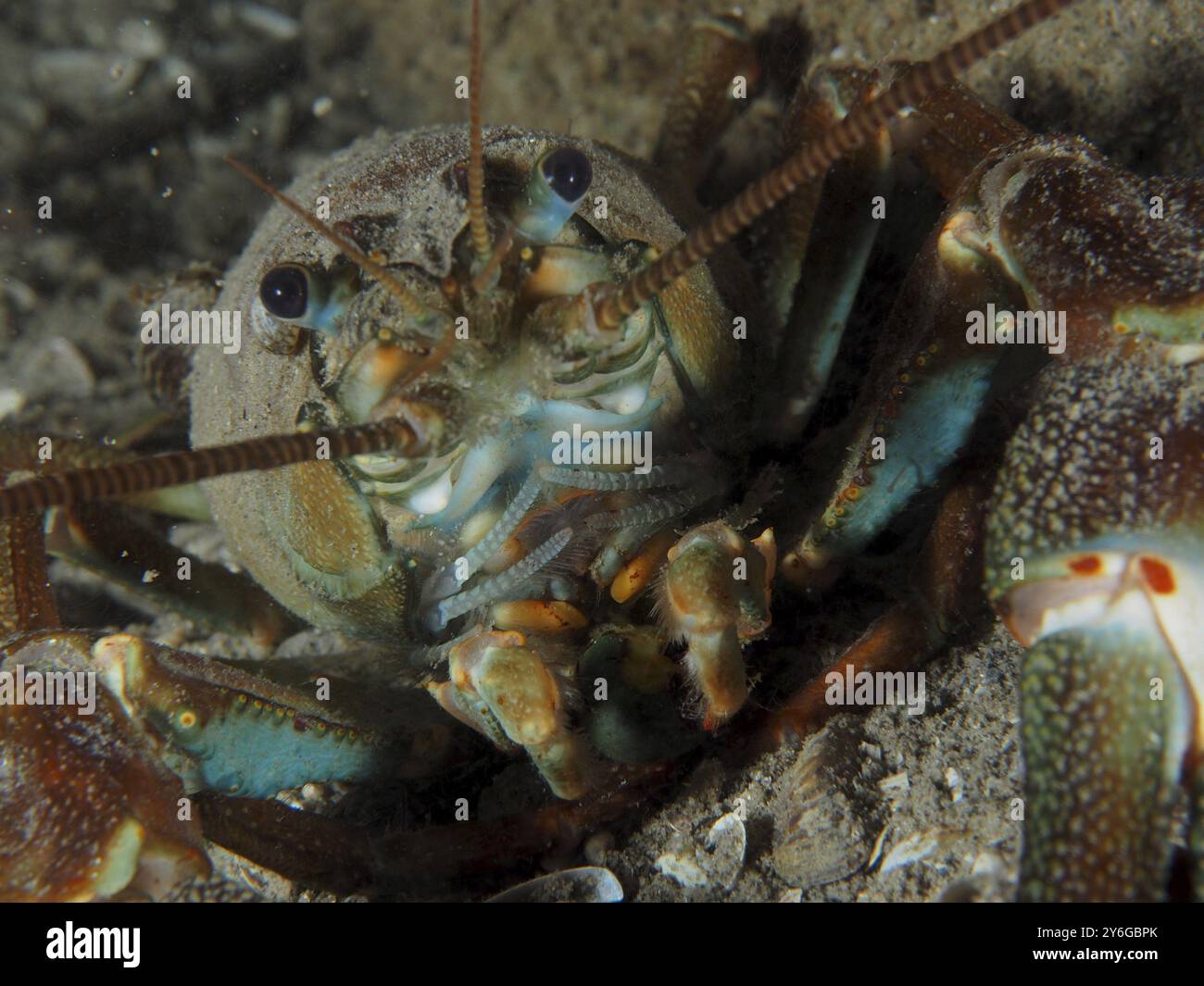Portrait of signal crayfish (Pacifastacus leniusculus), American ...