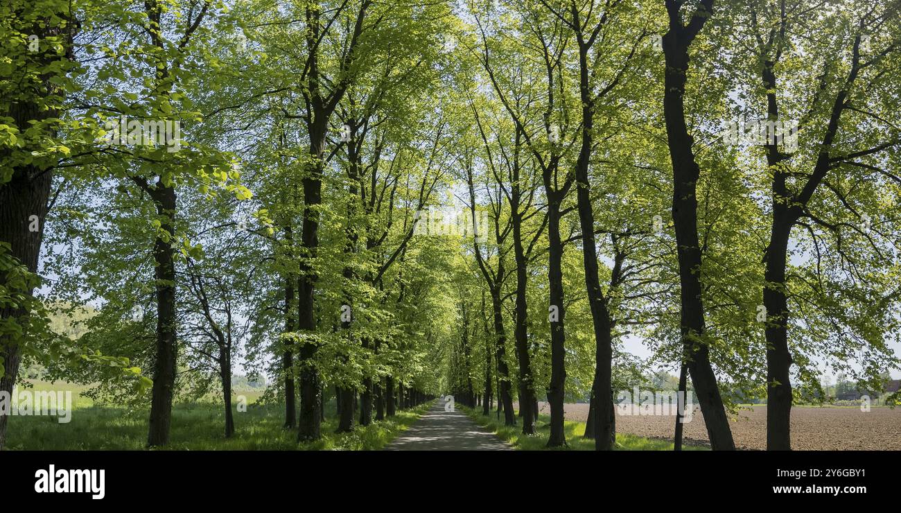 Tree avenue, trees, avenue, nature, cycle path, cycle track, recreation ...