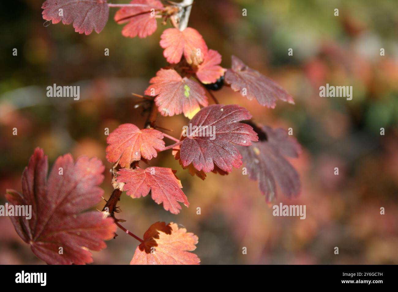 fall leaves of a gooseberry shrub Stock Photo - Alamy