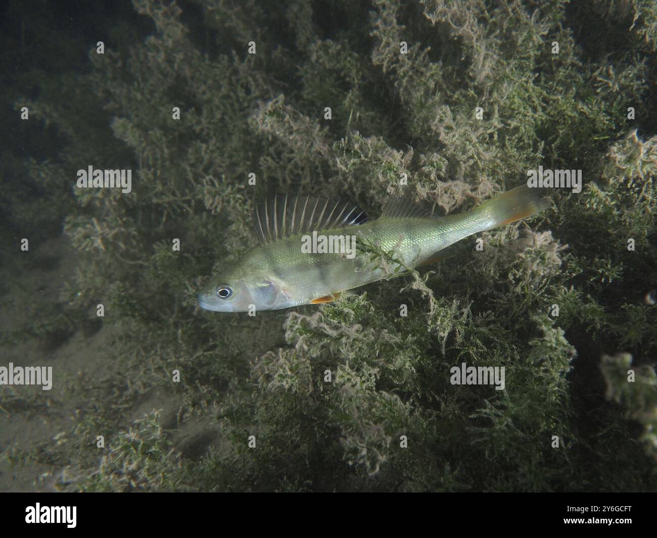 Egli fish hi-res stock photography and images - Alamy