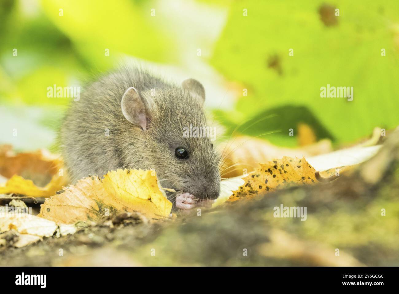 A juvenile Norway rat (Rattus norvegicus) nibbling on the ground ...