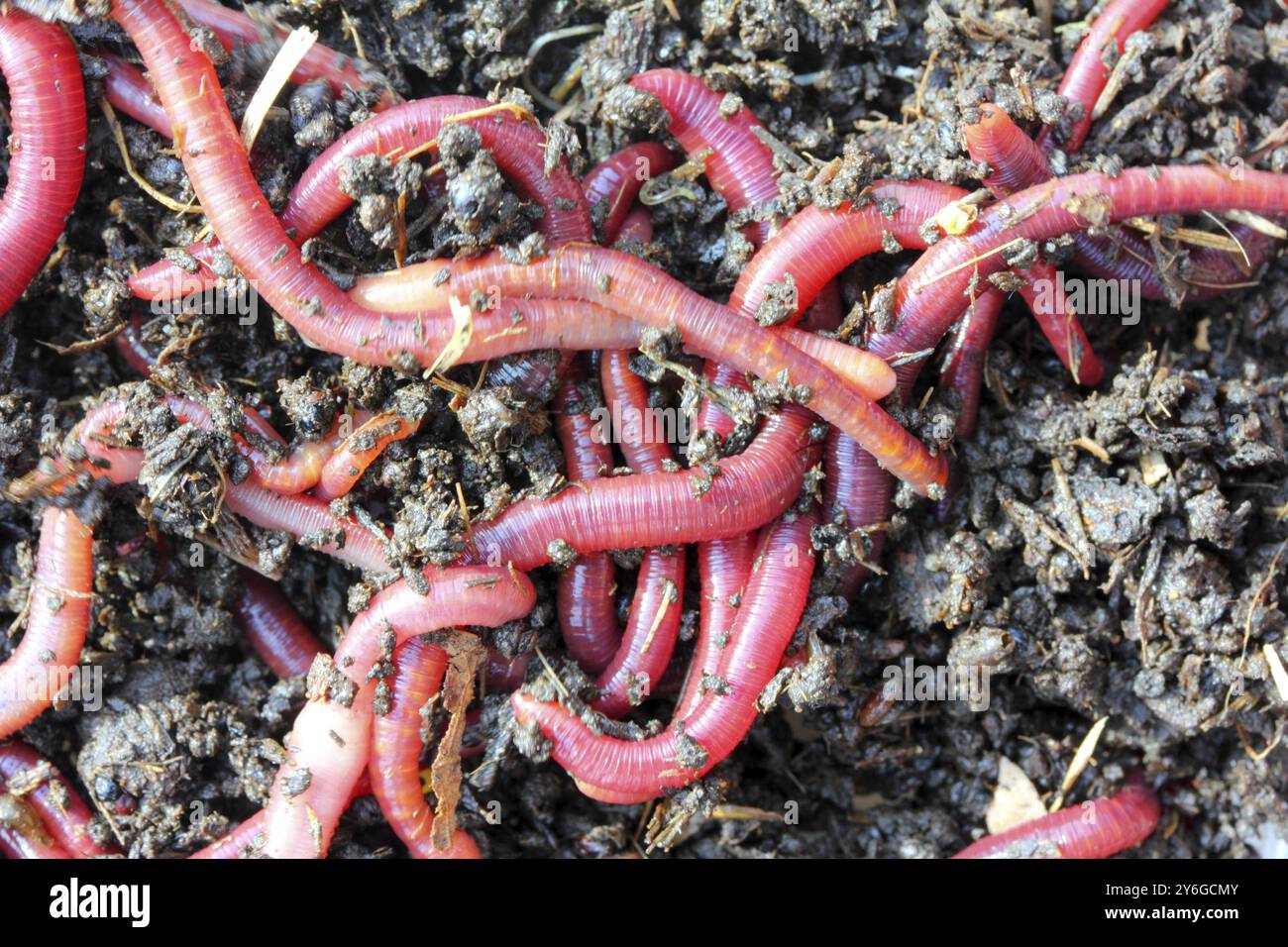 Worms fishing hi-res stock photography and images - Alamy