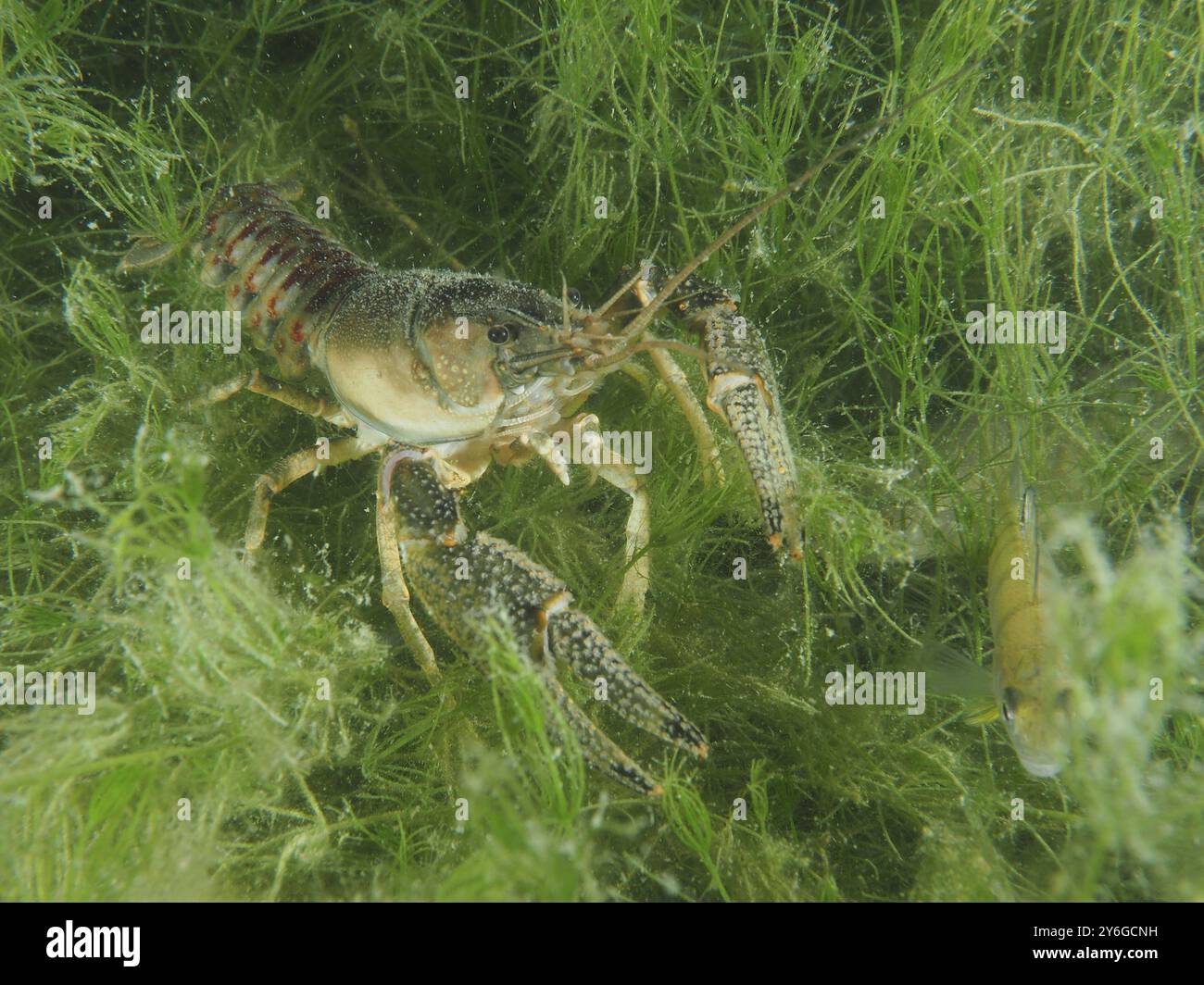 Crayfish (Faxonius limosus), American crayfish, invasive species, in a ...