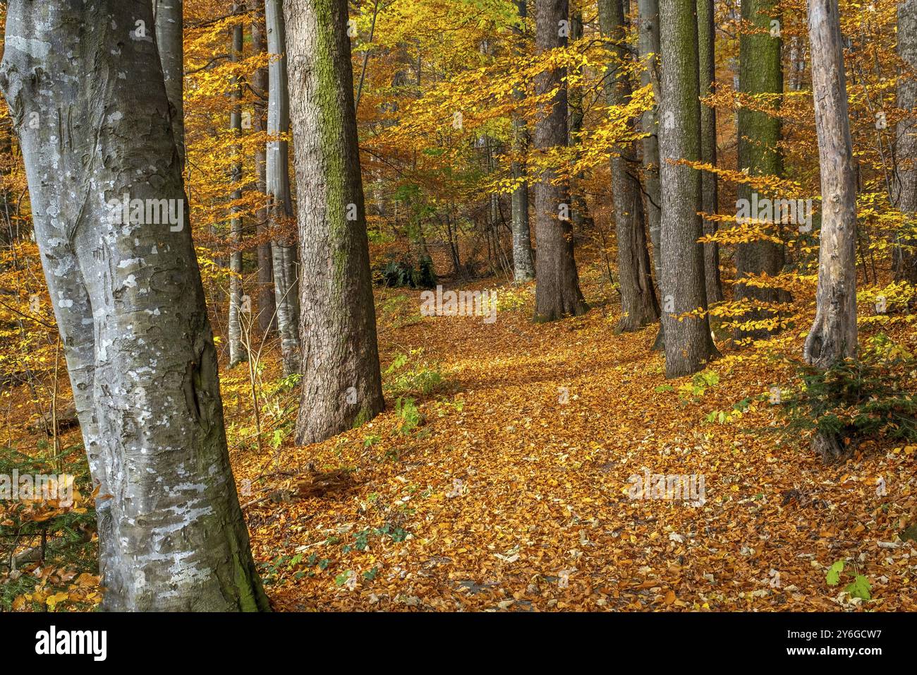 Landscape in bright autumn park with path and leaves fall in ground ...