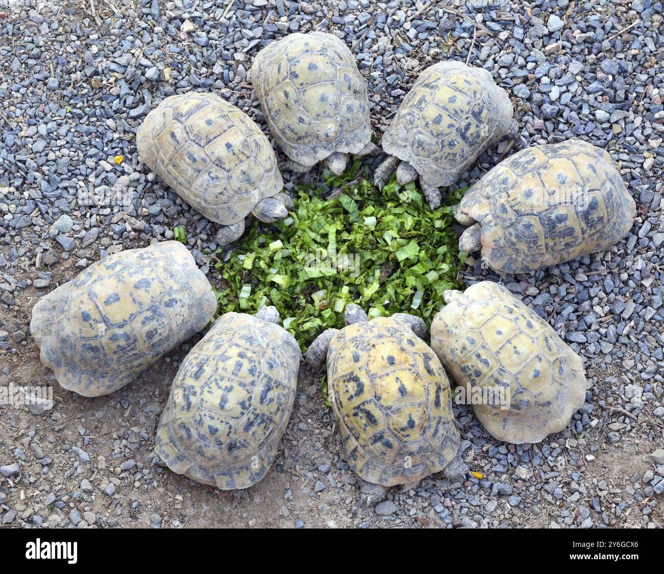 Eight young turtles stand circle and eating salad Stock Photo - Alamy