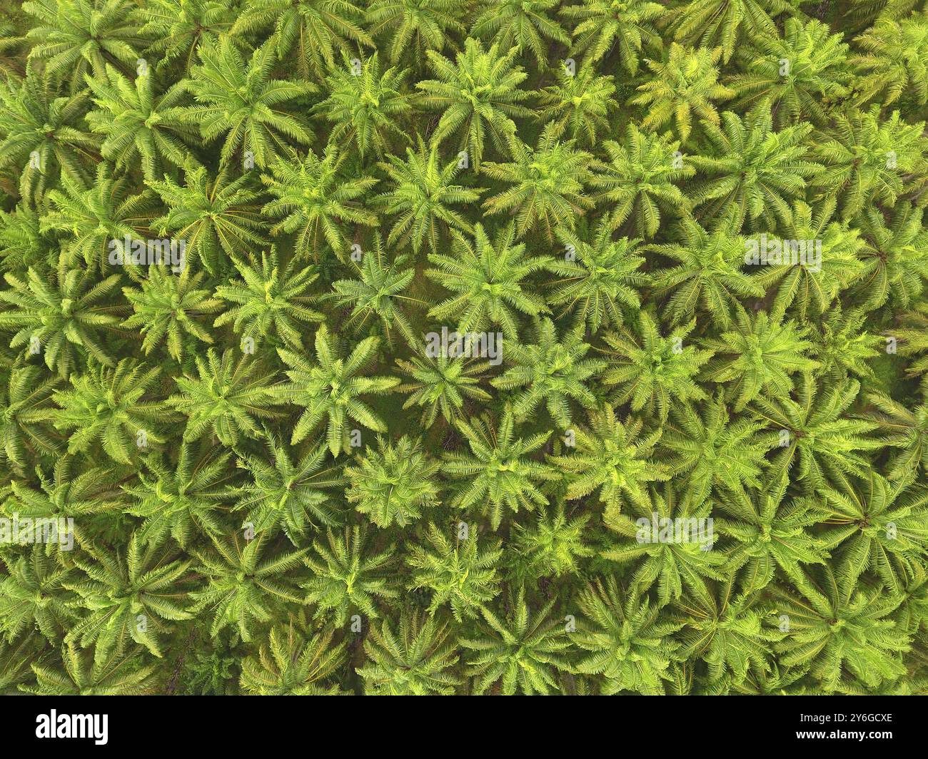 Aerial overhead shot palm trees hi-res stock photography and images - Alamy