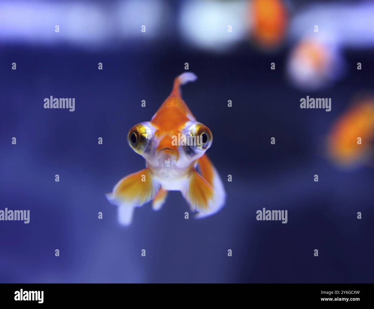 Telescope goldfish in aquarium Stock Photo - Alamy