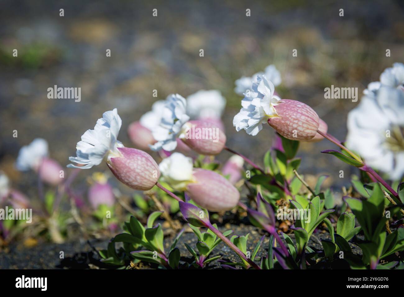 Flowers and plants of Iceland: Silene uniflora, commonly known as sea ...