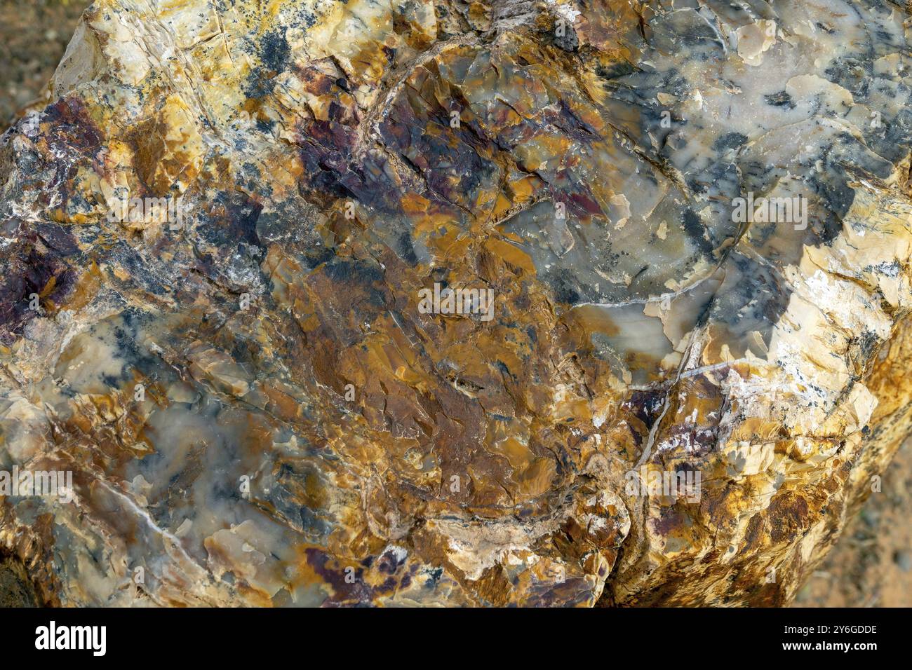 Petrified Tree Trunk. Cross section closeup wood texture Stock Photo ... Petrified Tree Trunk. Cross section closeup wood texture Stock Photo ...