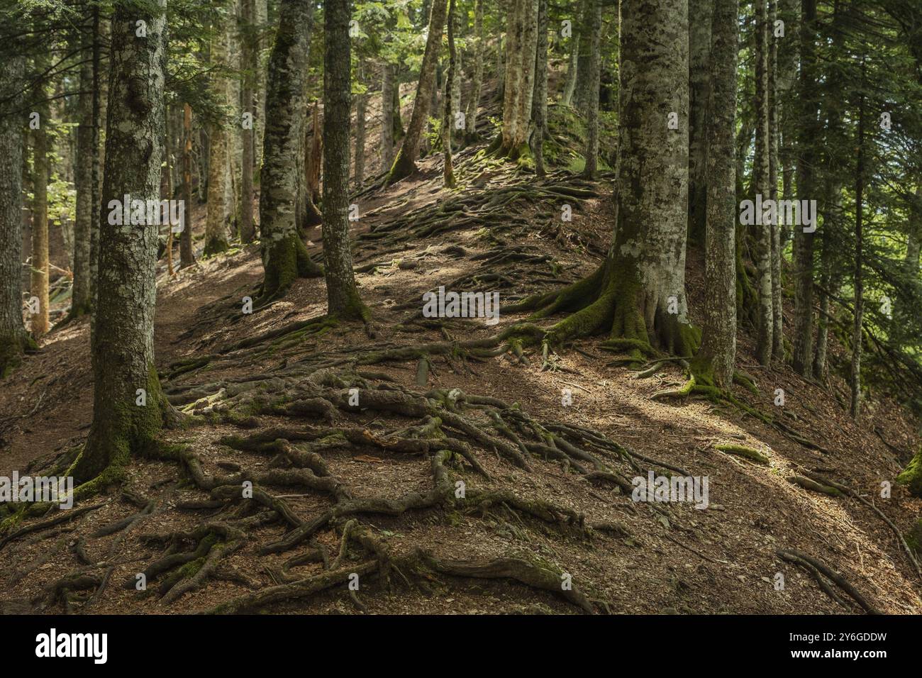 Twisted exposed gnarled roots of trees growing on a slope of a hill in ...