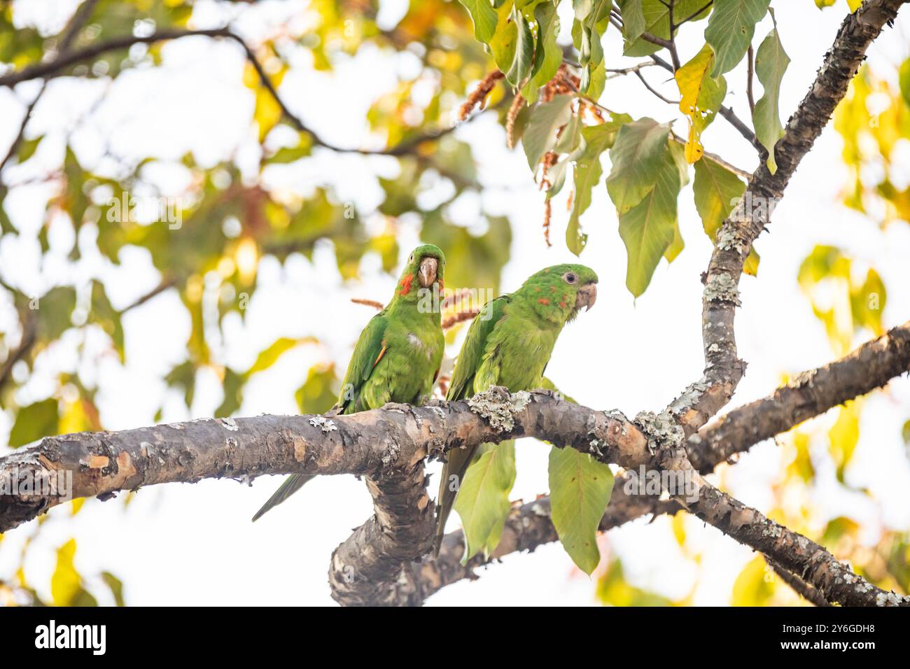 Maracana parakeet (Psittacara leucophthalmus) known as periquitão ...