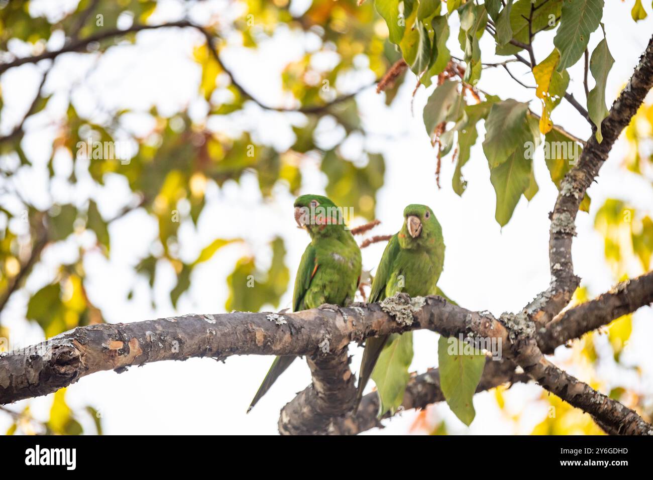 Maracana parakeet (Psittacara leucophthalmus) known as periquitão ...