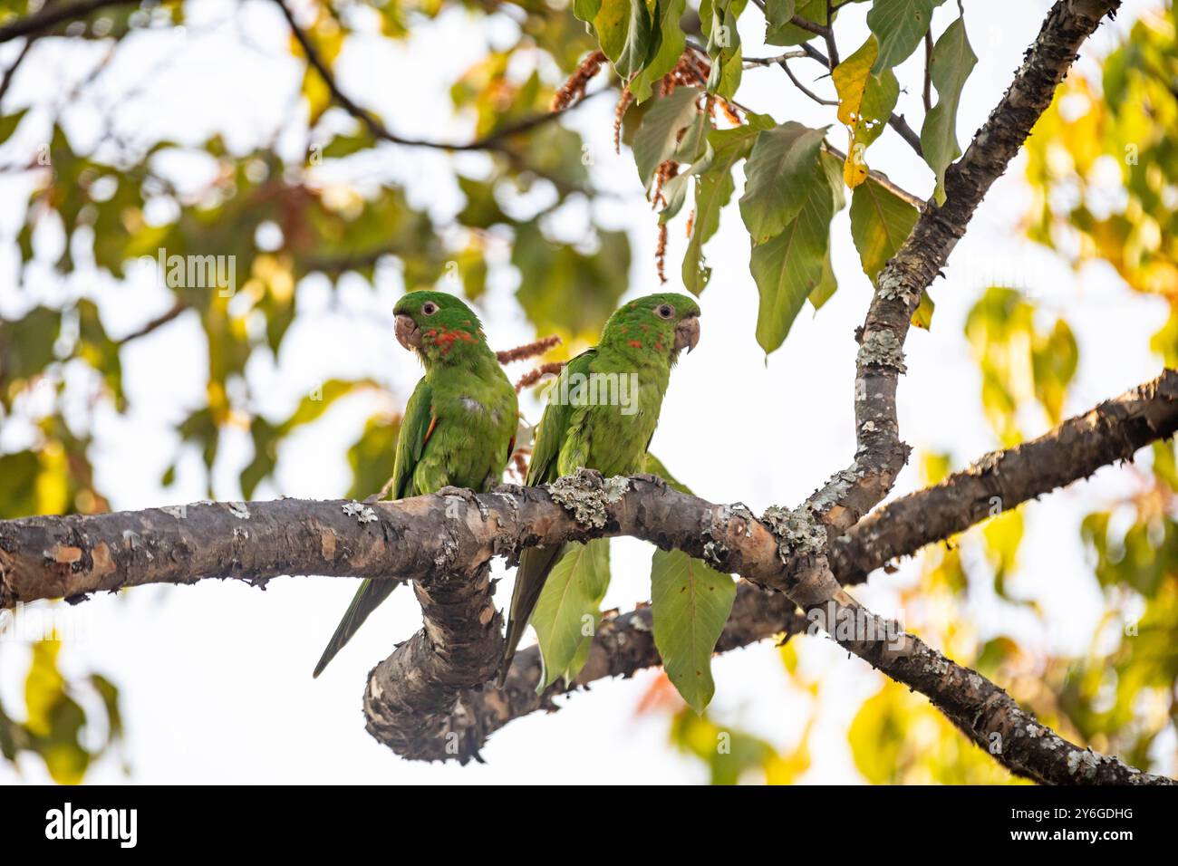 Maracana parakeet (Psittacara leucophthalmus) known as periquitão ...