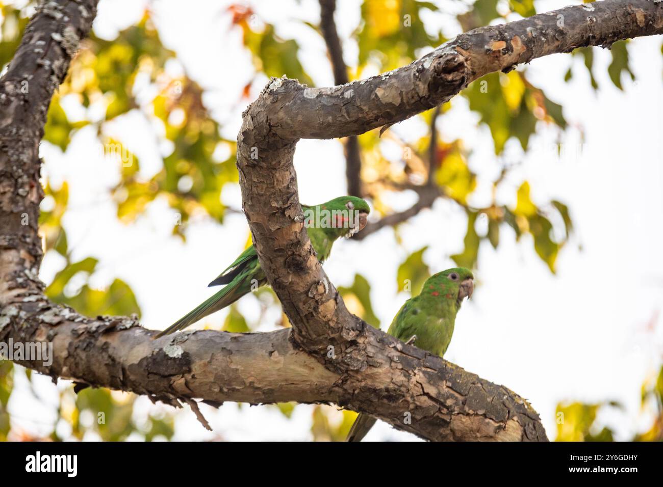 Maracana parakeet (Psittacara leucophthalmus) known as periquitão ...
