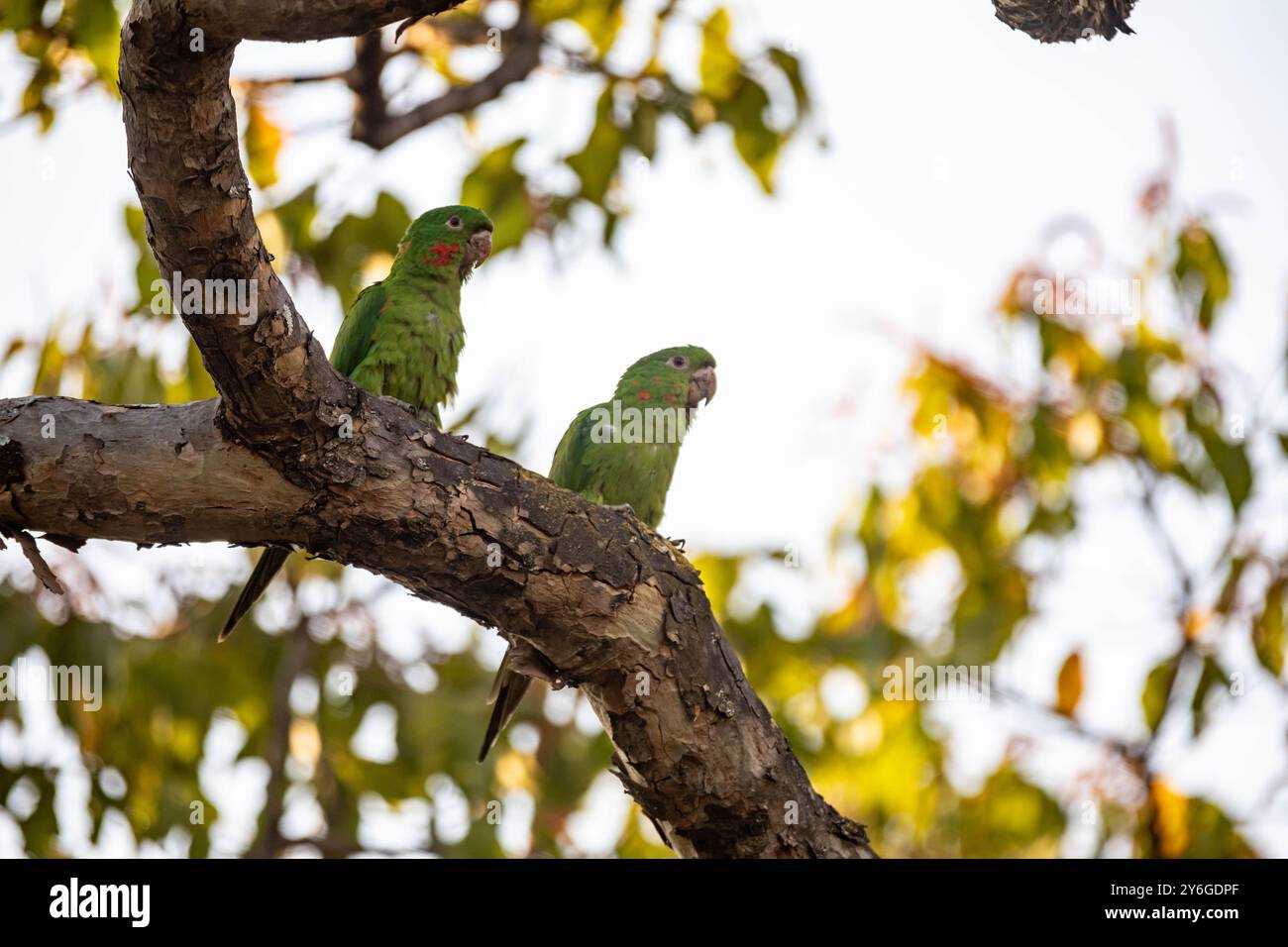 Maracana parakeet (Psittacara leucophthalmus) known as periquitão ...