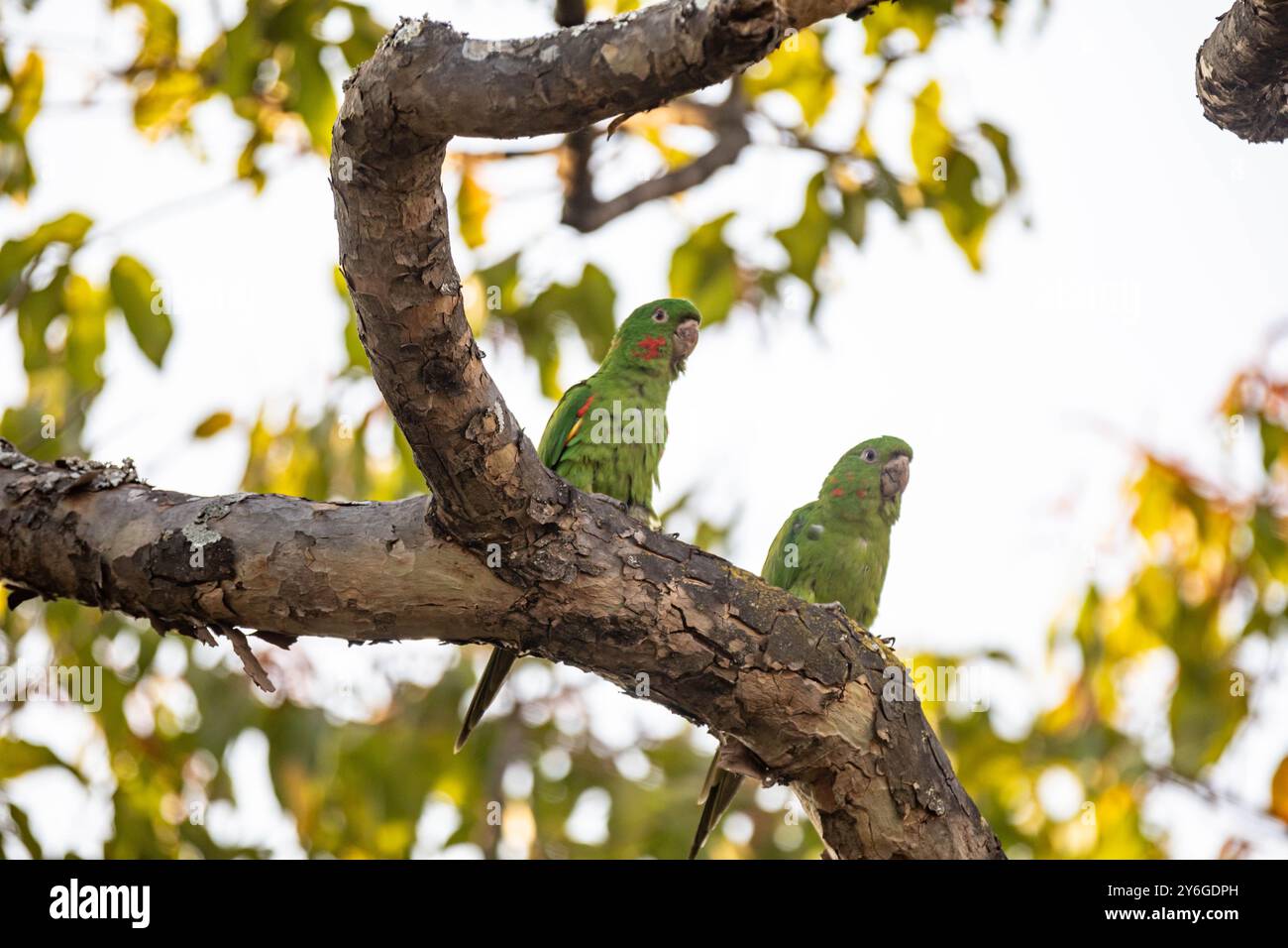Maracana parakeet (Psittacara leucophthalmus) known as periquitão ...