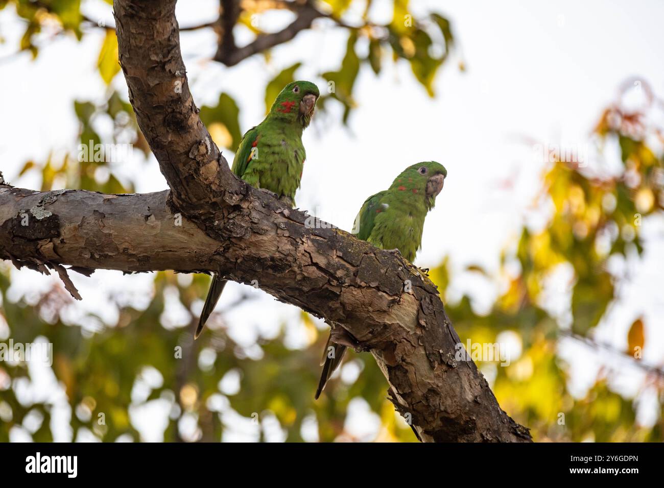 Maracana parakeet (Psittacara leucophthalmus) known as periquitão ...