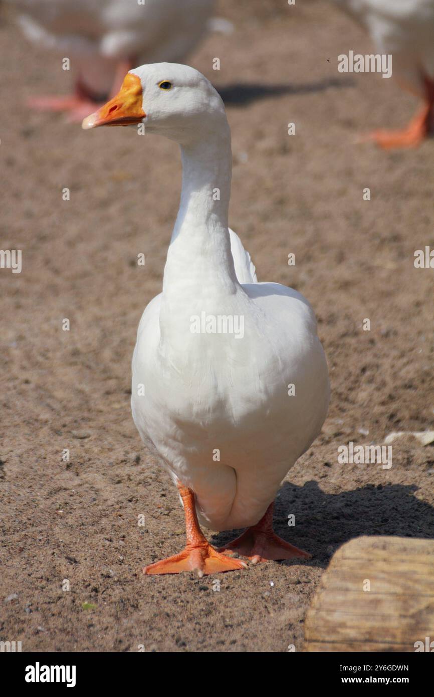 Farmer with wild birds hi-res stock photography and images - Alamy