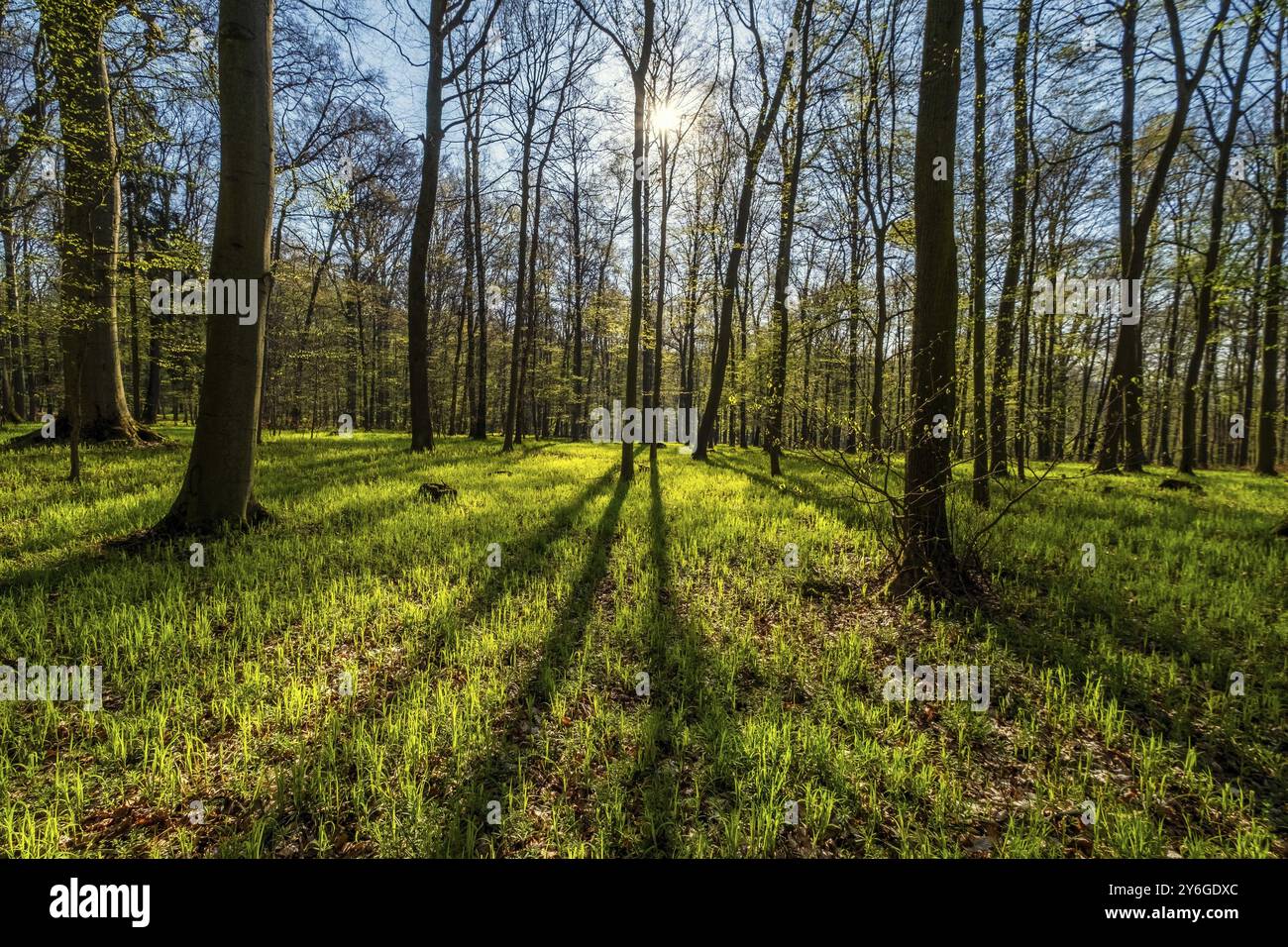 Landscape in spring forest. Trees with shadows and sunshine, green wood ...