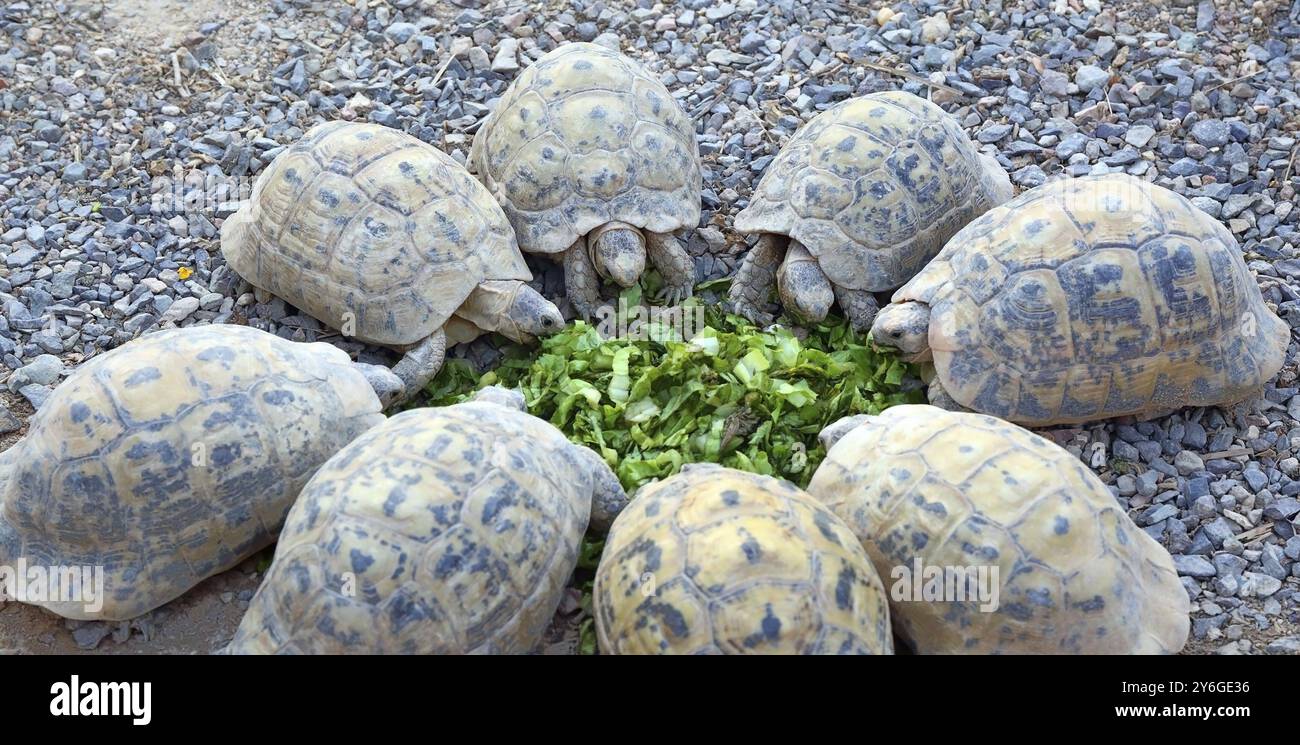 Eight young turtles stand circle and eating salad Stock Photo - Alamy