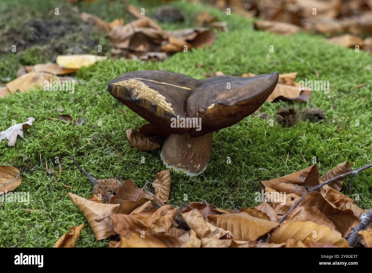 Neoboletus luridiformis, also previously known as Boletus luridiformis ...