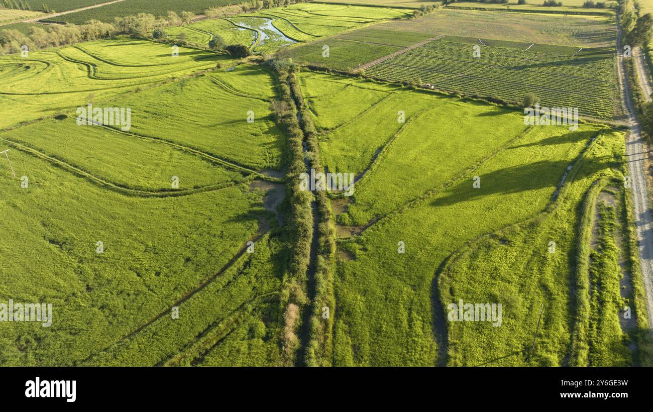 Aerial view of green rice field. Drone shot frome above Stock Photo - Alamy