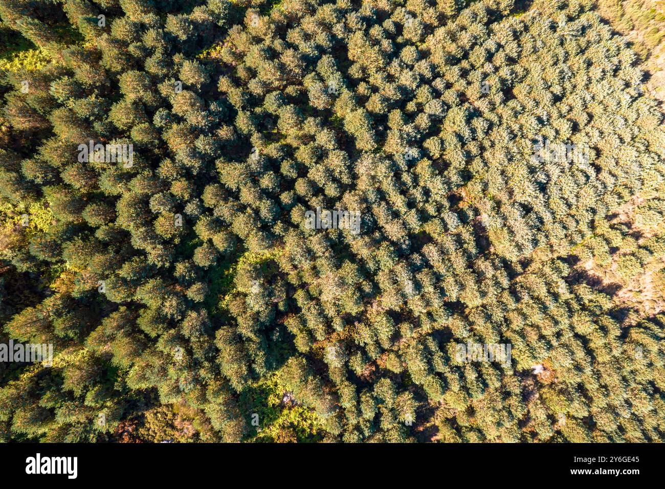 pine tree plantation on a mountain, aerial overhead view with drone ...