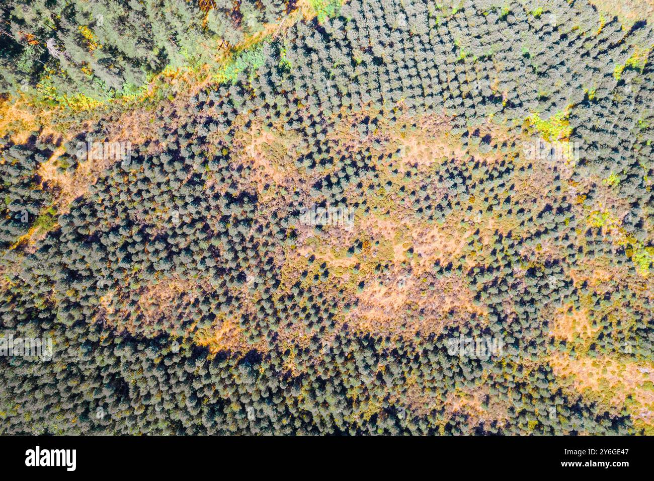 a pine forest on a mountain, aerial zenithal view with drone Stock ...
