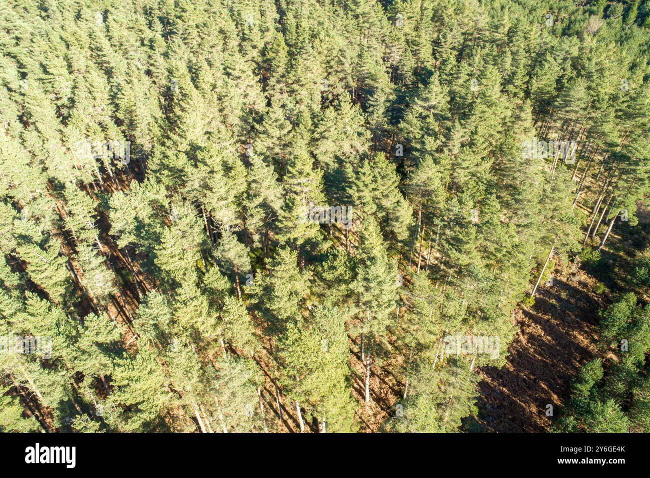 Aerial view pine plantation hi-res stock photography and images - Alamy