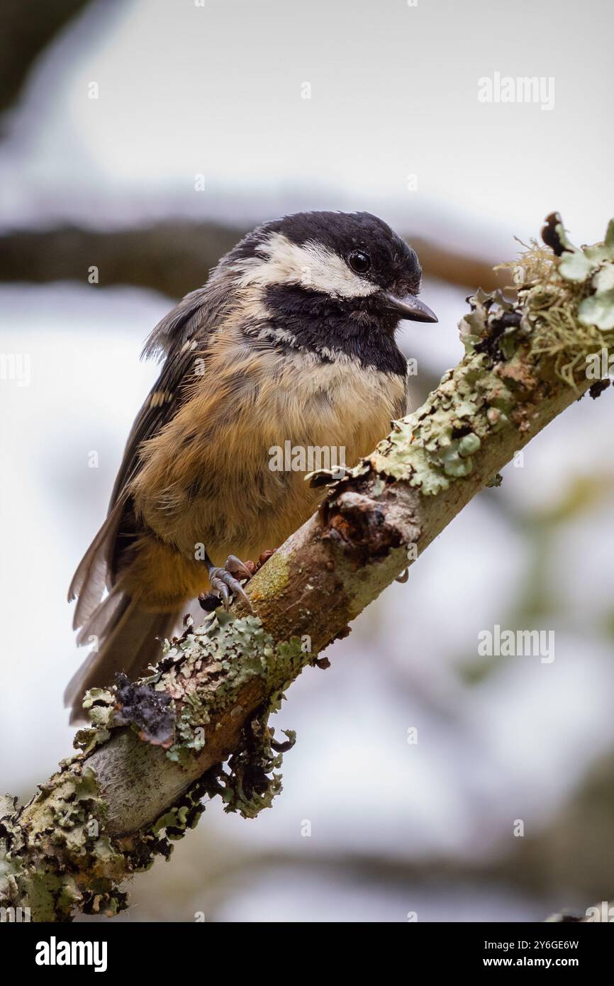 little bir on a branch Stock Photo - Alamy