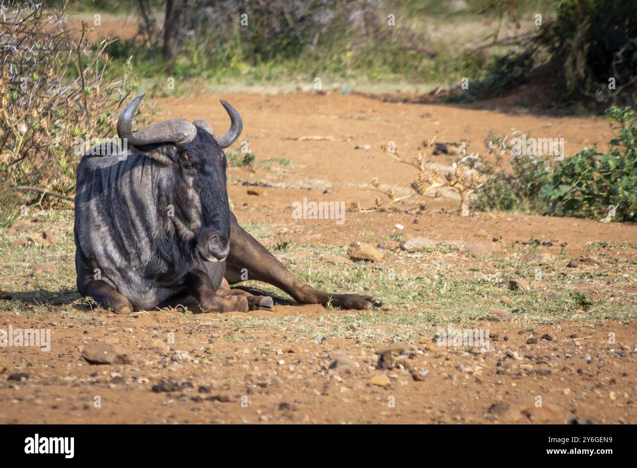 Blue wildebeest lying on in the grass and sand of African savannah ...