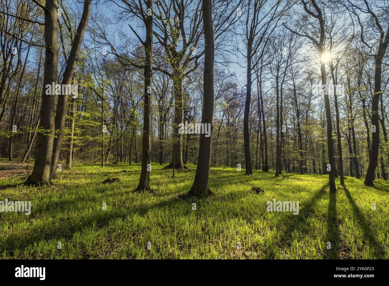 Landscape in spring forest. Trees with shadows and sunshine, green wood ...