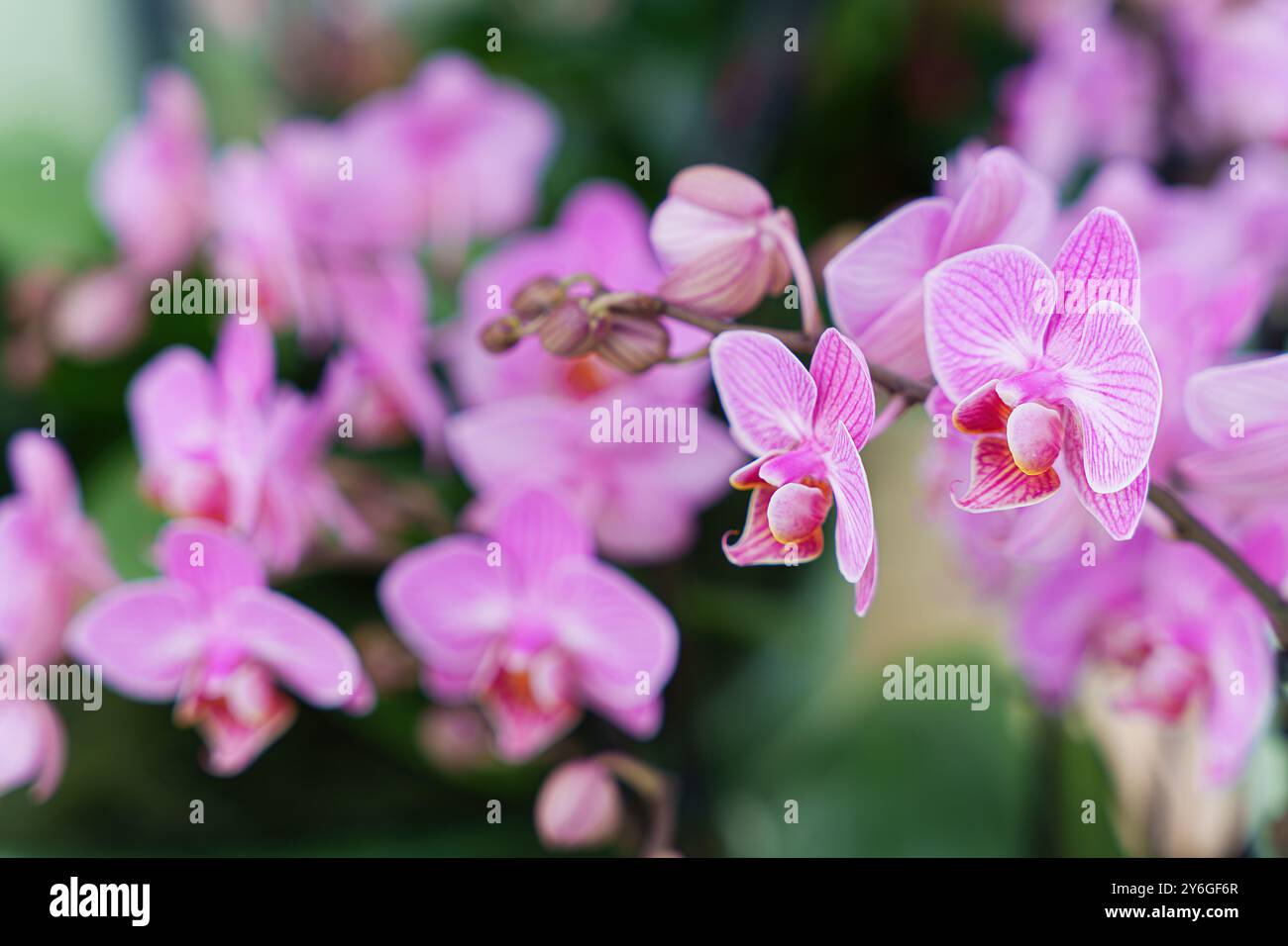 Elegant detailed pink orchids in full bloom, blurred orchid garden ...