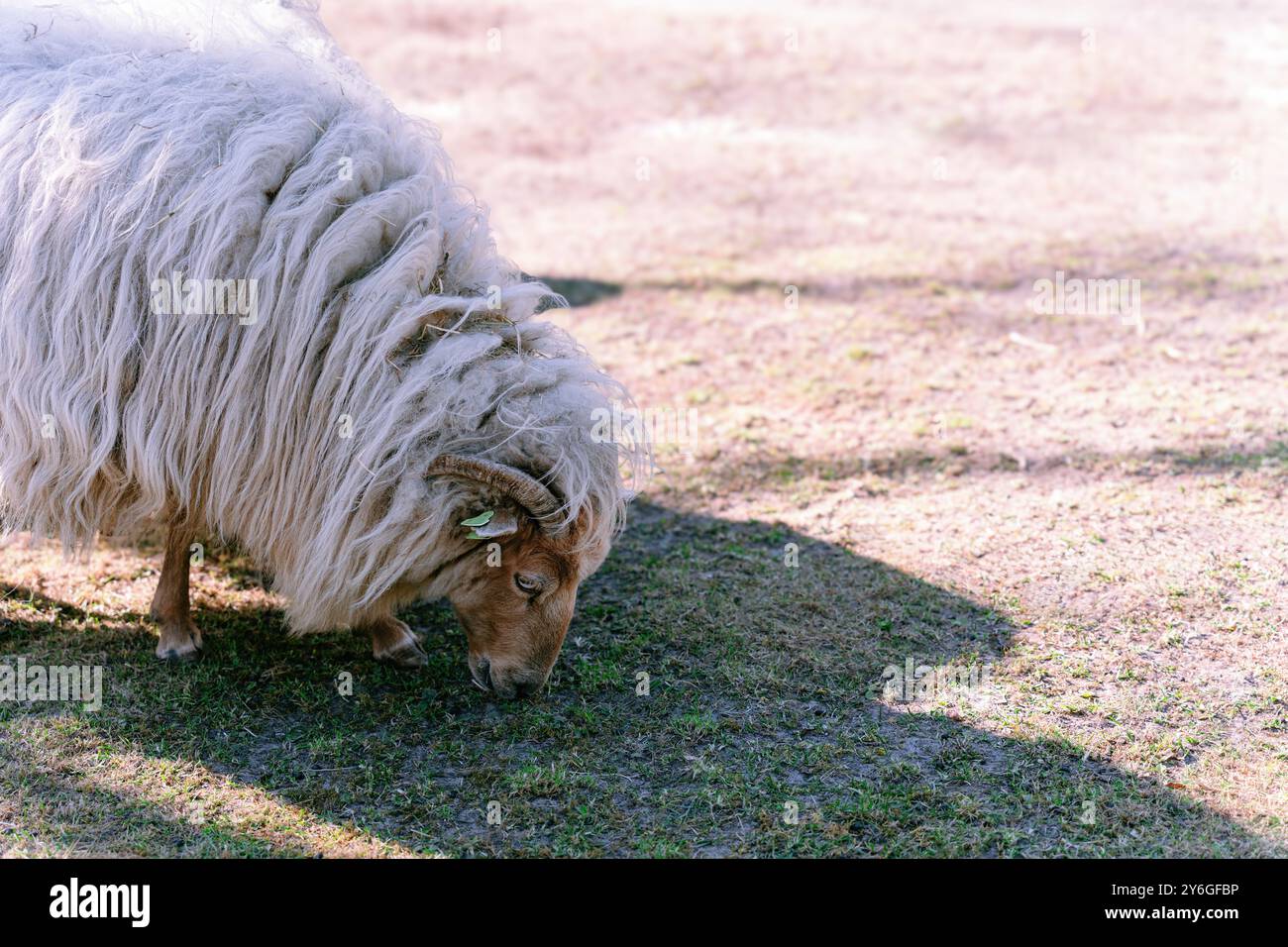 Farm animals eating grass hi-res stock photography and images - Alamy