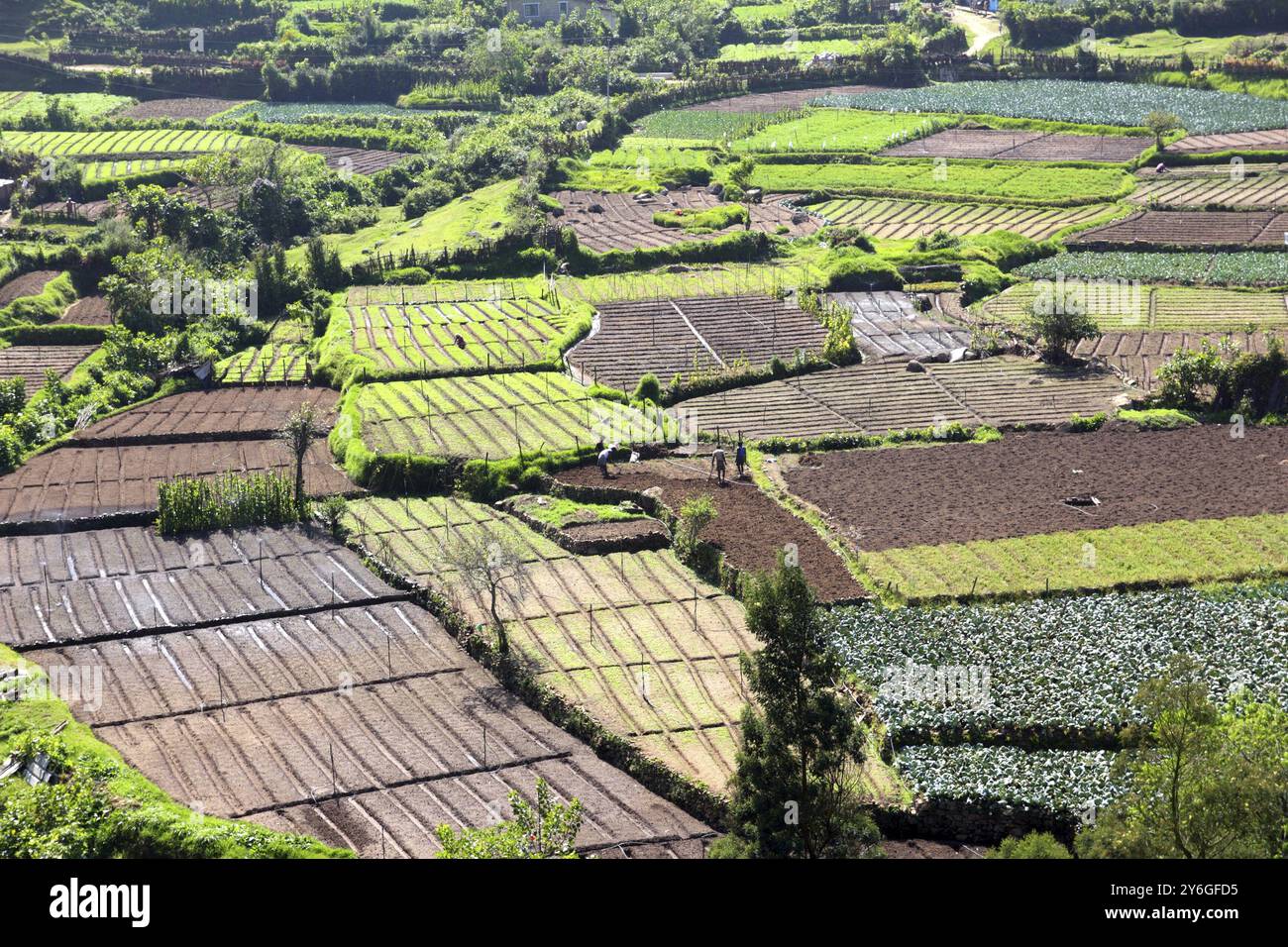 Peasants in vegetable gardens in India, rural landscape Stock Photo - Alamy