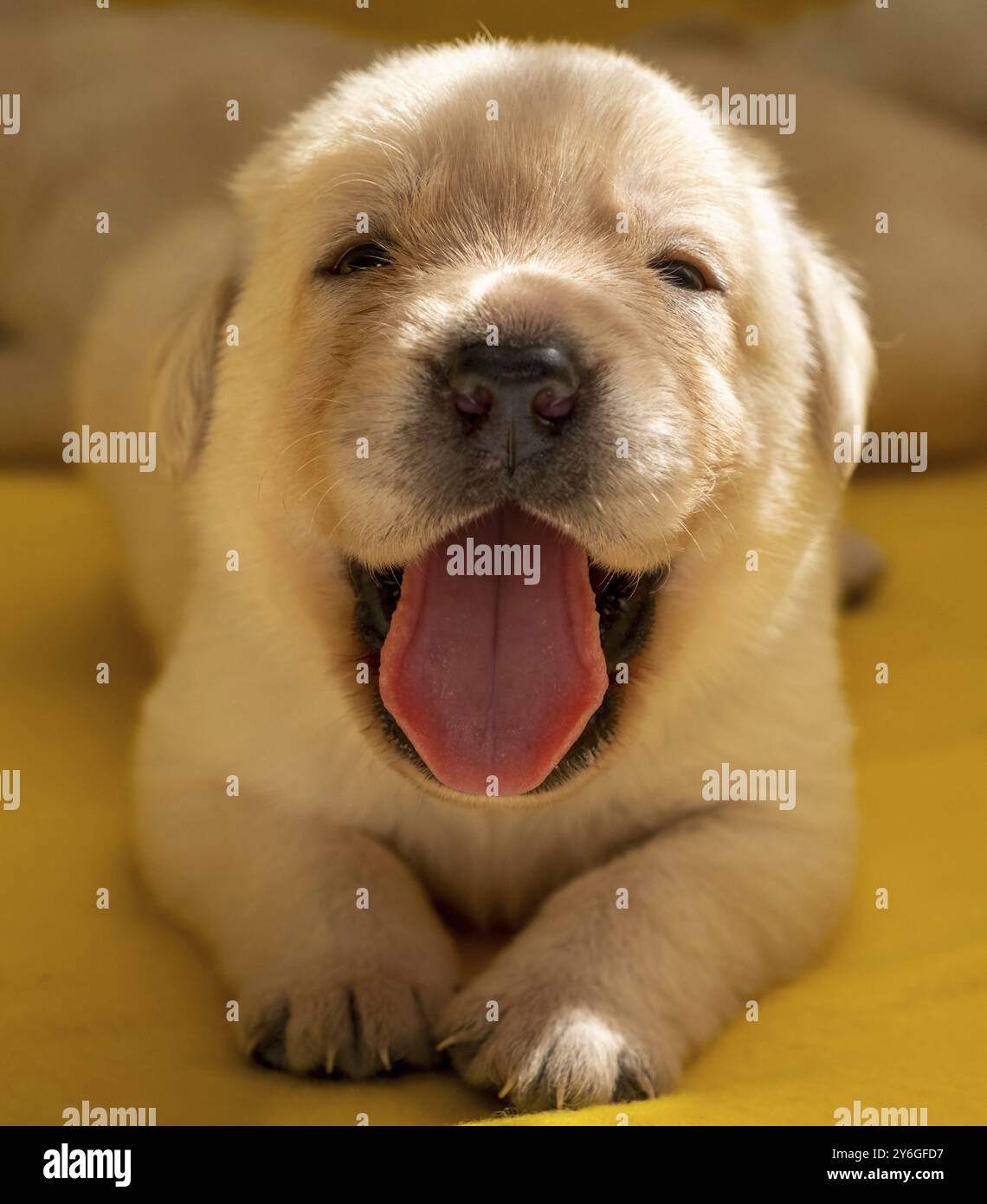 Beautiful young yellow labrador retriever puppy dog portrait Stock ...