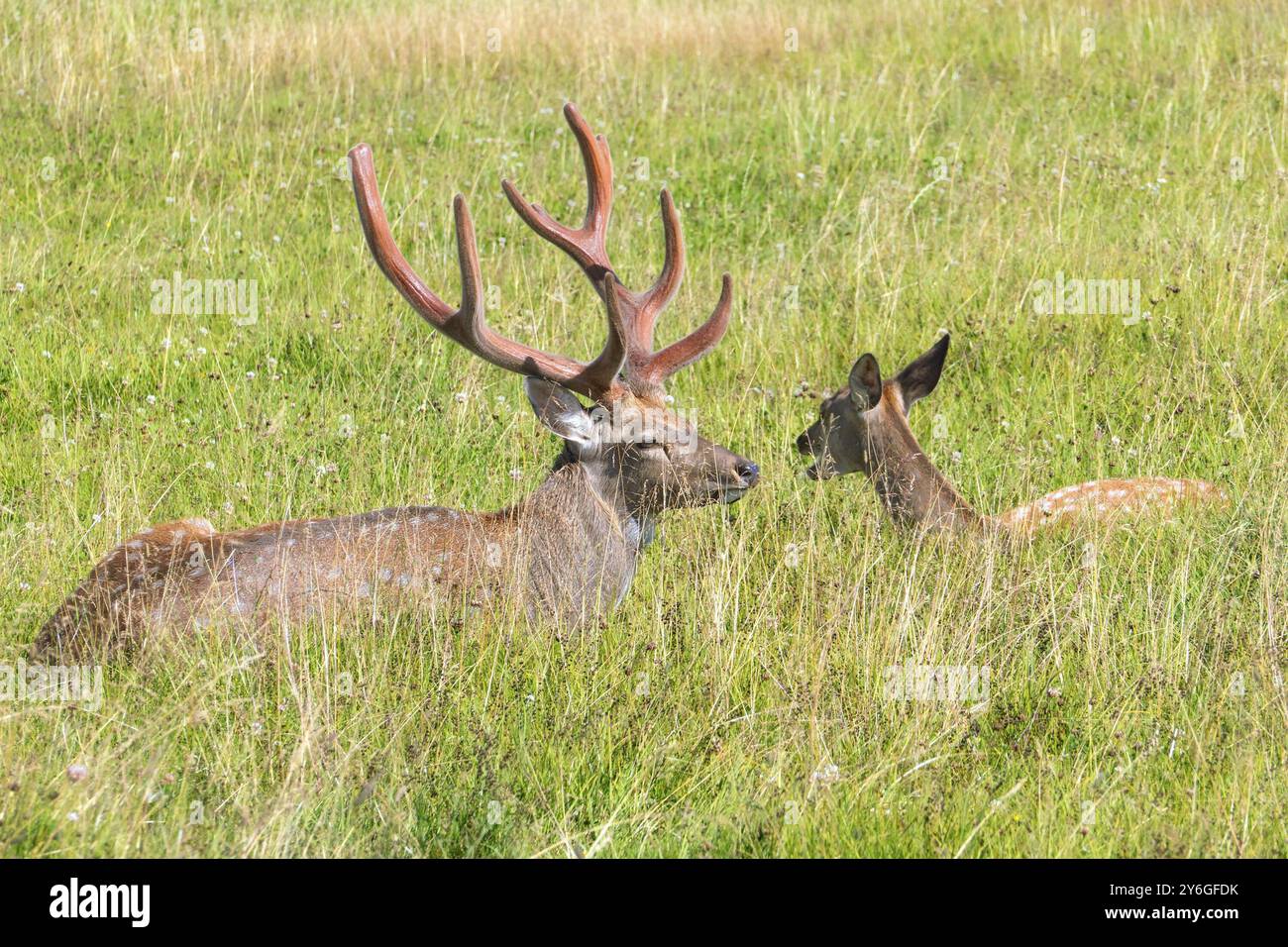 Male and female sika deer lying in the grass Stock Photo - Alamy