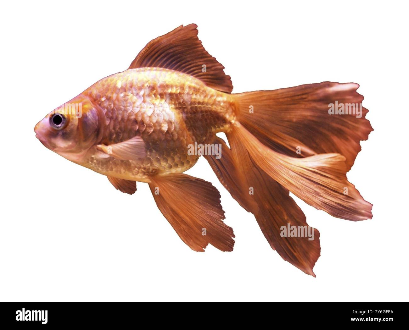 Beautiful goldfish, isolated on white Stock Photo - Alamy