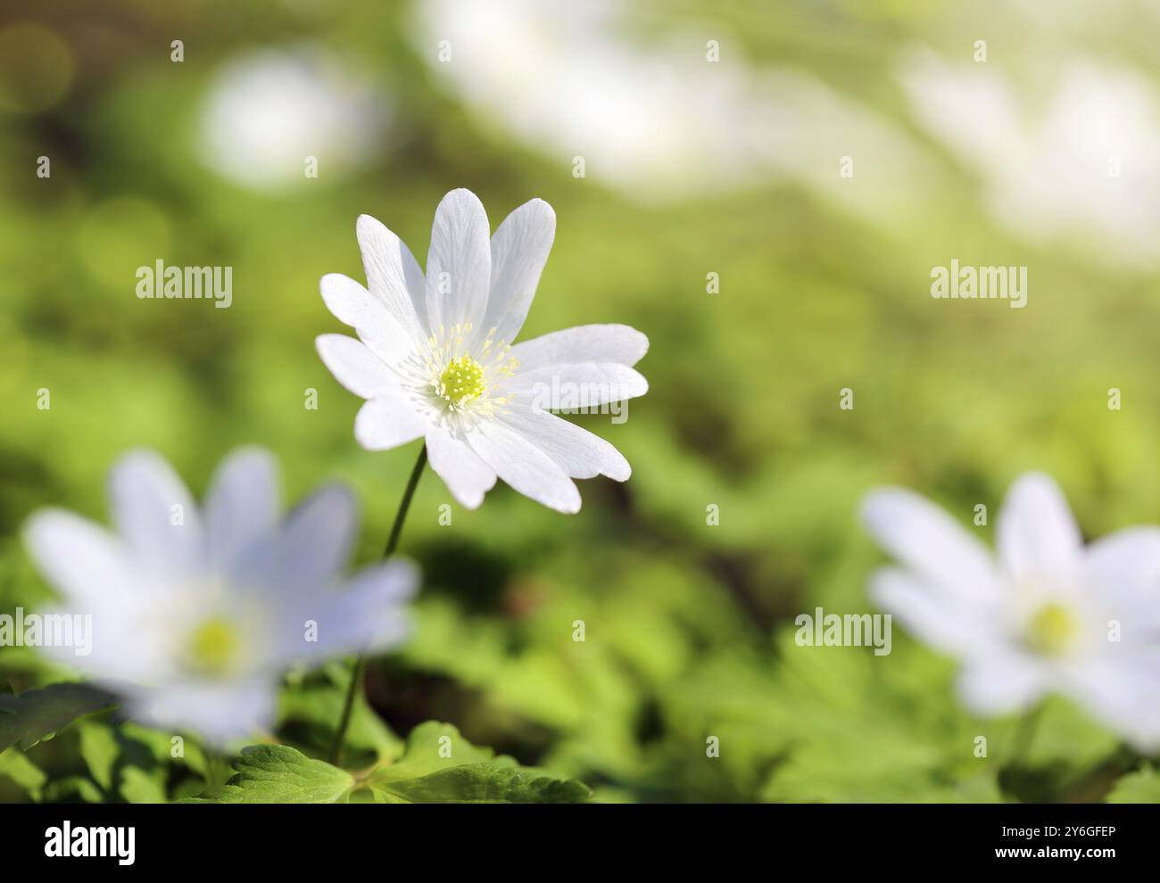 Macro view on snowdrop flowers in sunlight Stock Photo - Alamy