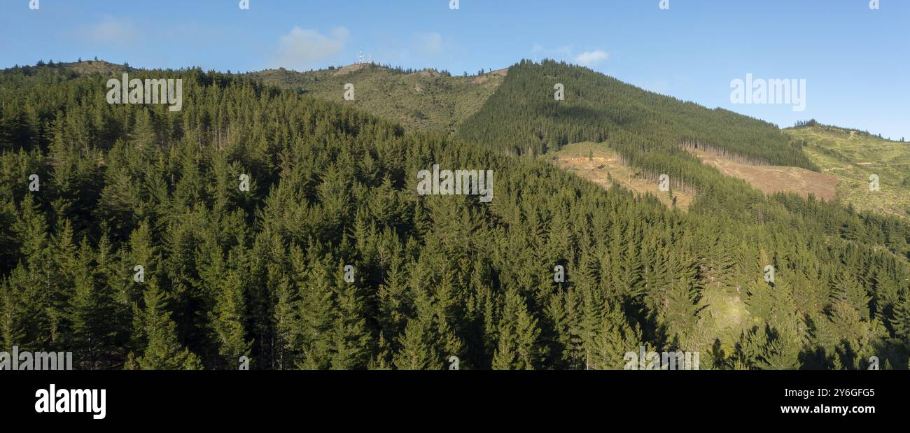Pine tree forest drone shots hi-res stock photography and images - Alamy