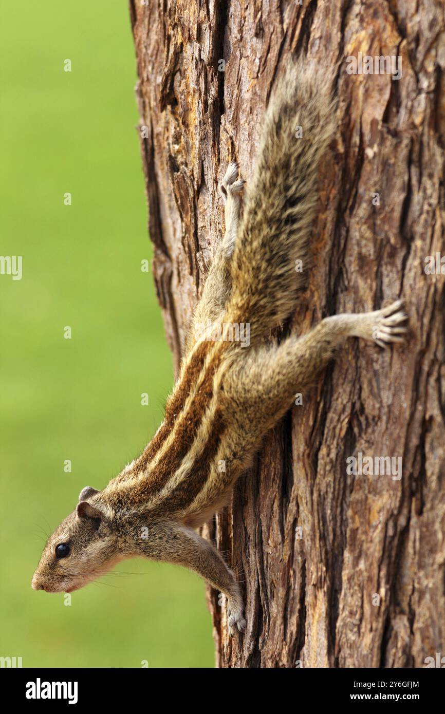 Chipmunk no people hi-res stock photography and images - Alamy